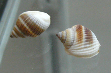 2.11. Cerithidae - Nassaridae - caracoles del mar de diversas familias