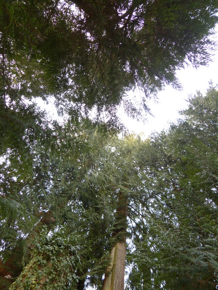 Thuja healings - note