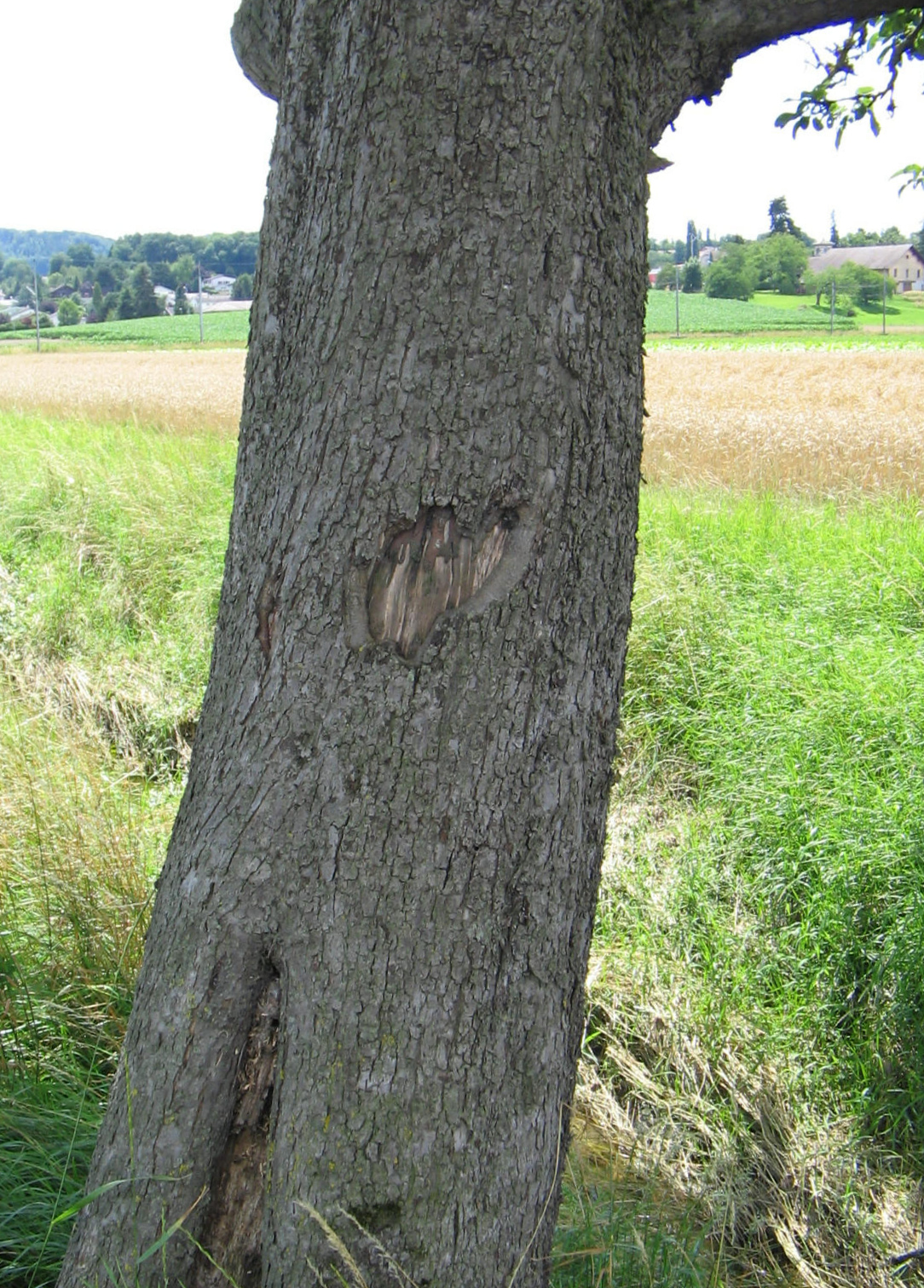 Bäume in Corcelles bei Payerne