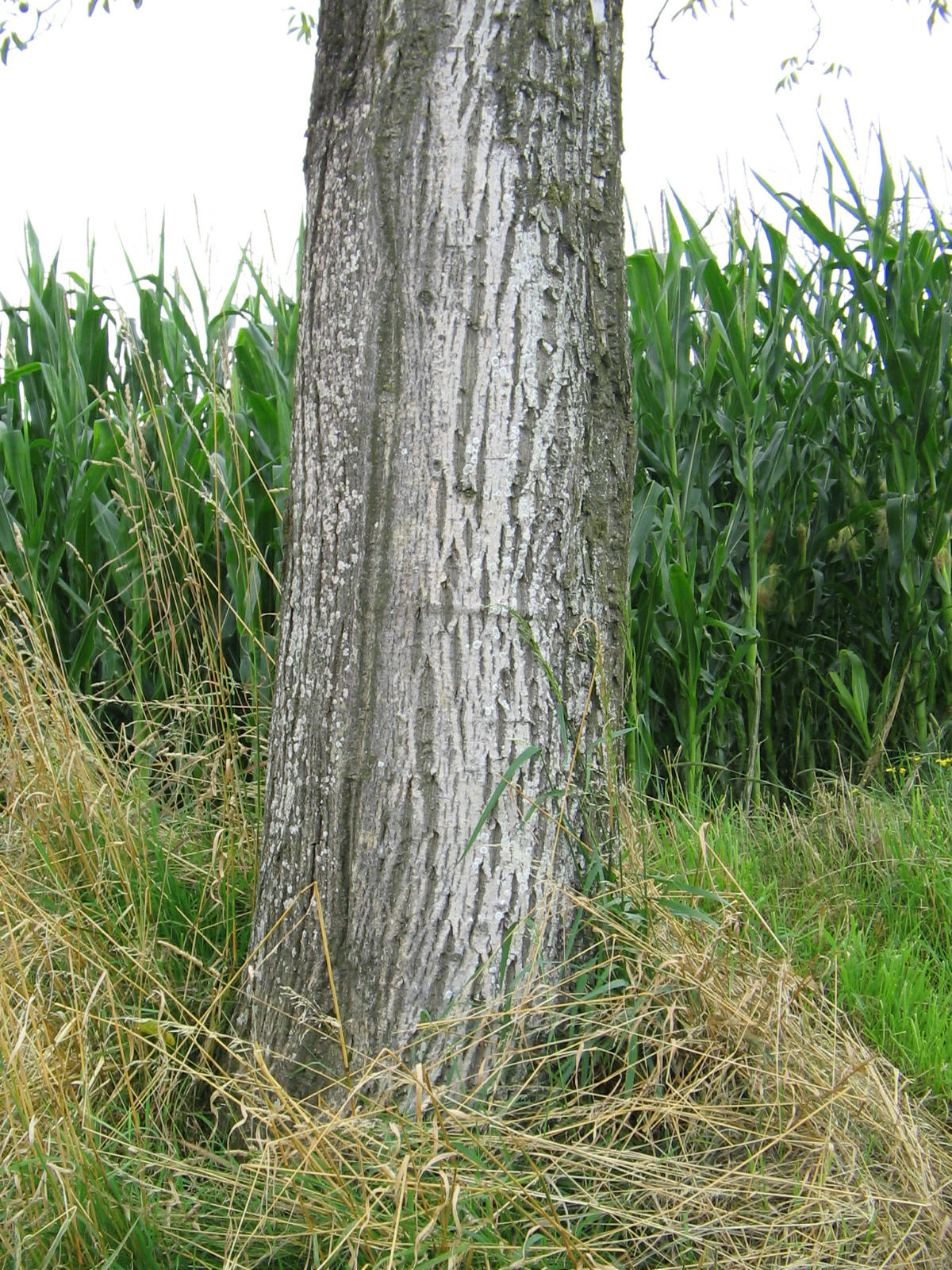 Bäume in Corcelles bei Payerne
