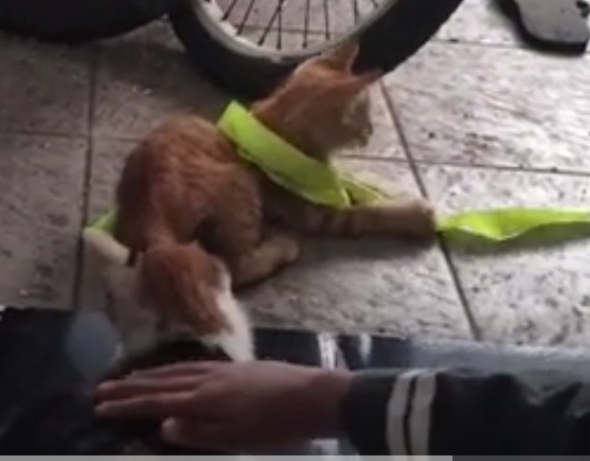 Katten feiten 01: voederen en spelen