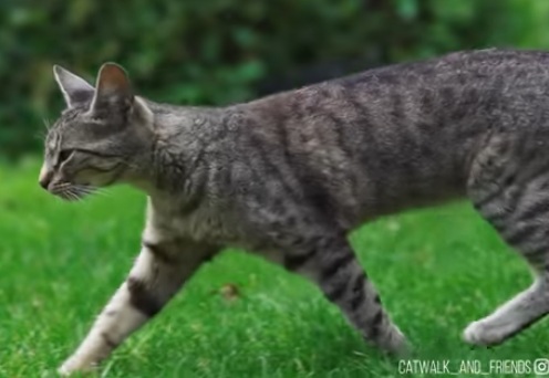 Katten feiten 01: voederen en spelen