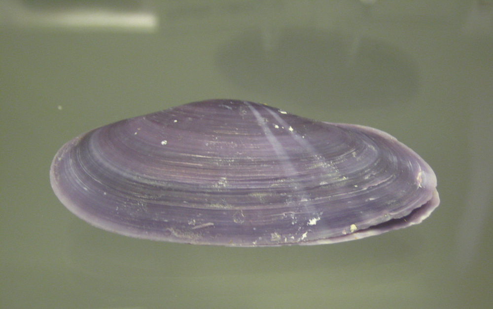 Museo del Mar de Arica 1.1: Conchas del mar, vitrina 1