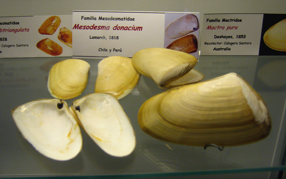 Museo del Mar de Arica 1.1: Conchas del mar, vitrina 1