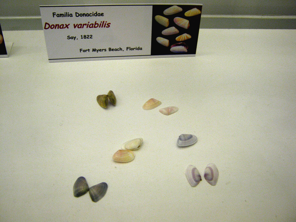 Museo del Mar de Arica 1.1: Conchas del mar, vitrina 1