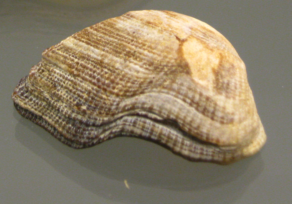 Museo del Mar de Arica 1.2: Conchas del mar, vitrina 2