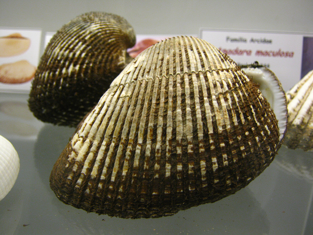 Museo del Mar de Arica 1.2: Conchas del mar, vitrina 2