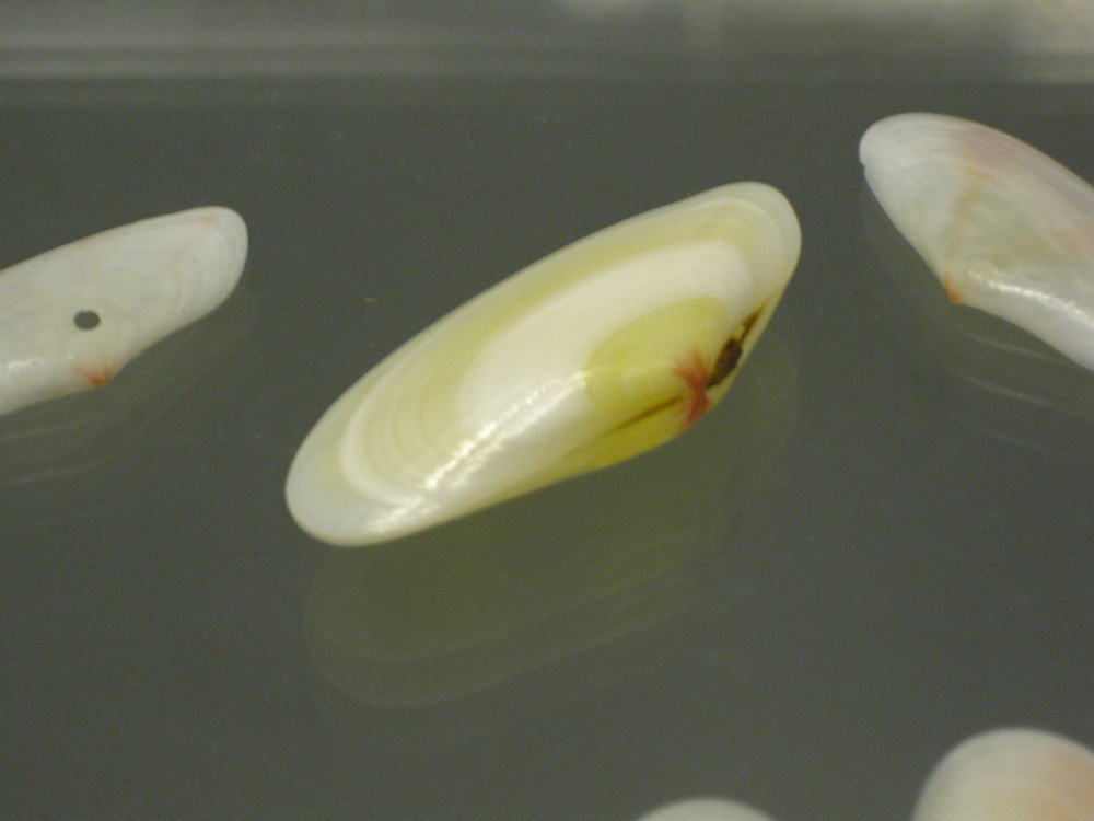 Museo del Mar de Arica 1.2: Conchas del mar, vitrina 2