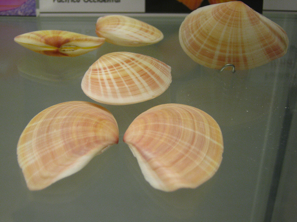 Museo del Mar de Arica 1.2: Conchas del mar, vitrina 2