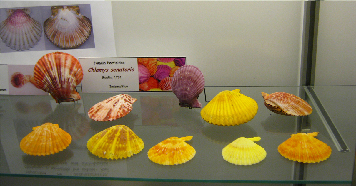 Museo del Mar de Arica 1.3: Conchas del mar, vitrina 3