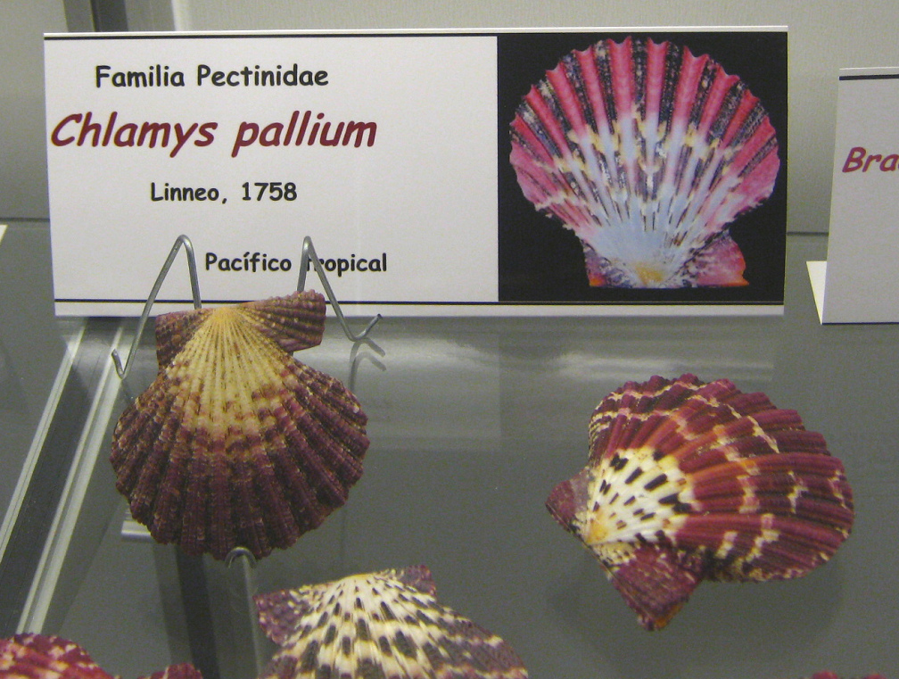 Museo del Mar de Arica 1.3: Conchas del mar, vitrina 3
