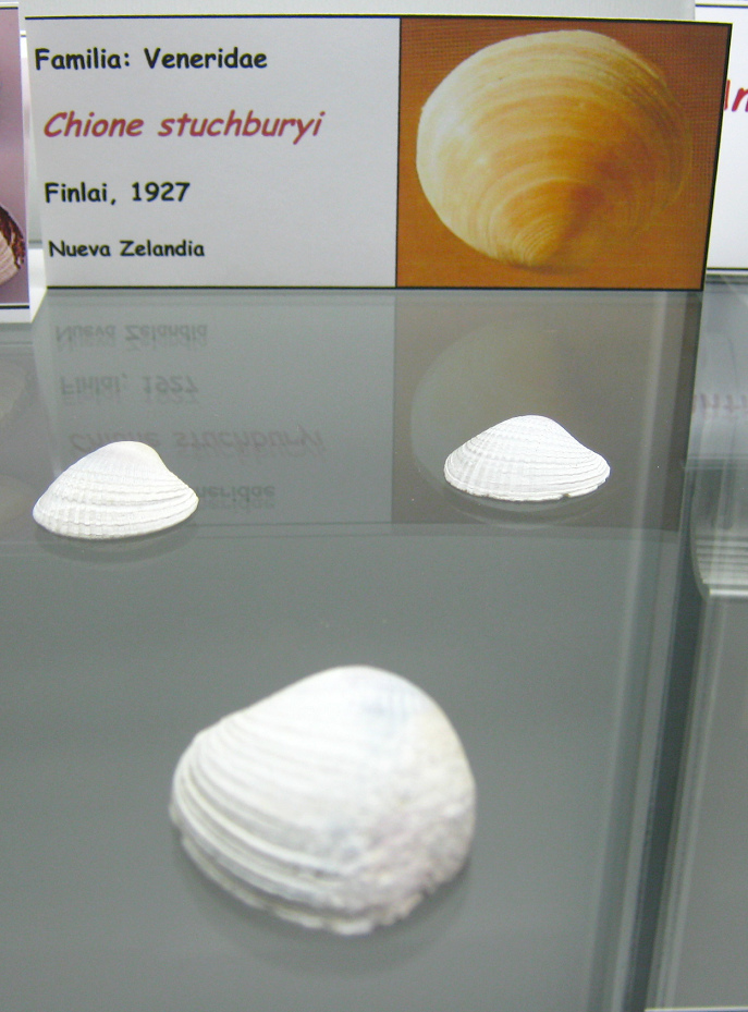 Museo del Mar de Arica 1.4: Conchas del mar, vitrina 4