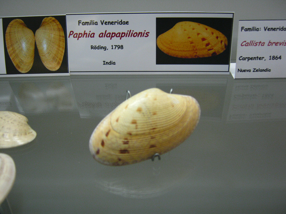 Meermuseum von Arica 1.4: Meeresmuscheln, Vitrine 4
