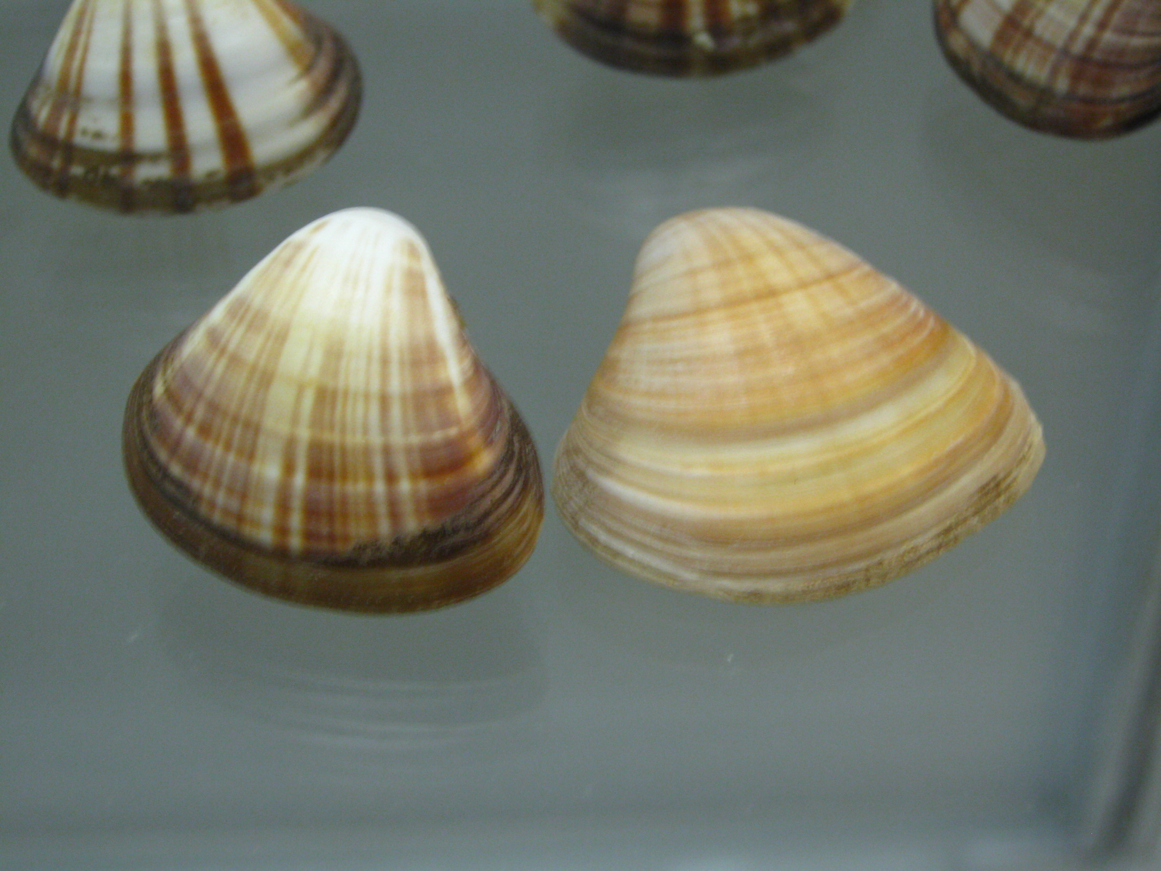 Museo del Mar de Arica 1.4: Conchas del mar, vitrina 4