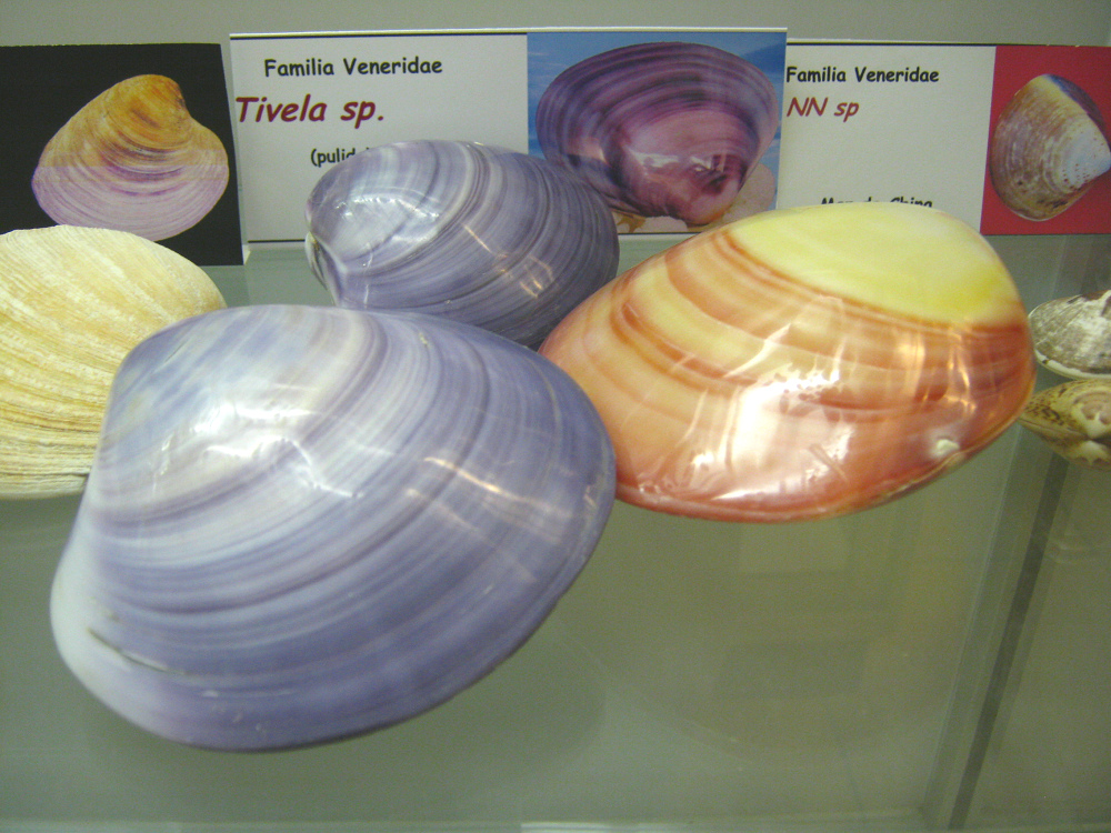 Museo del Mar de Arica 1.4: Conchas del mar, vitrina 4