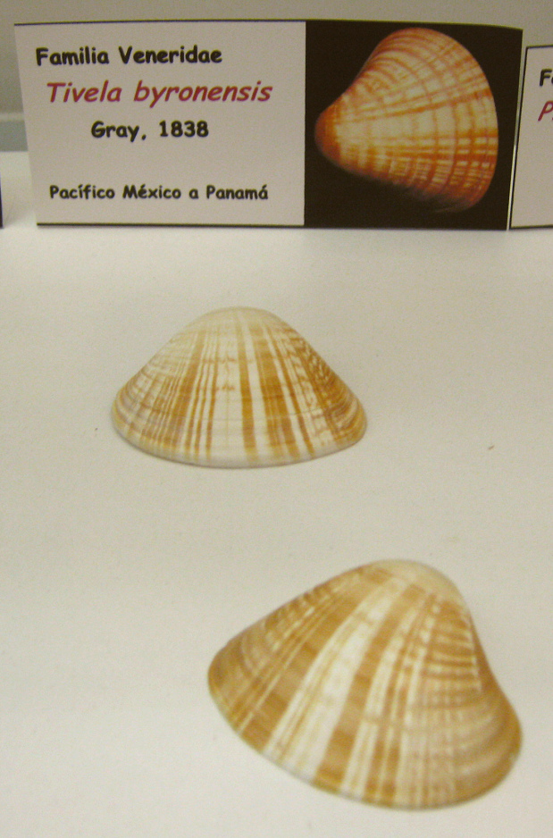 Meermuseum von Arica 1.4: Meeresmuscheln, Vitrine 4