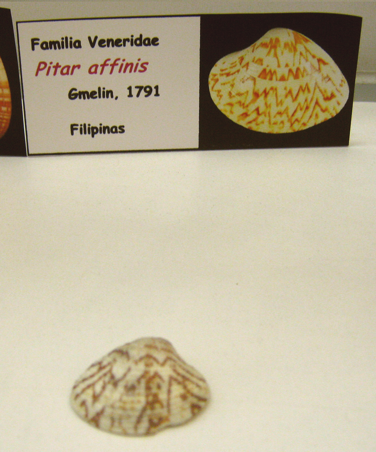 Meermuseum von Arica 1.4: Meeresmuscheln, Vitrine 4