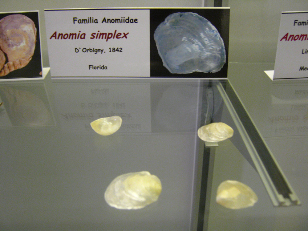 Meermuseum von Arica 1.5: Meeresmuscheln, Vitrine 5