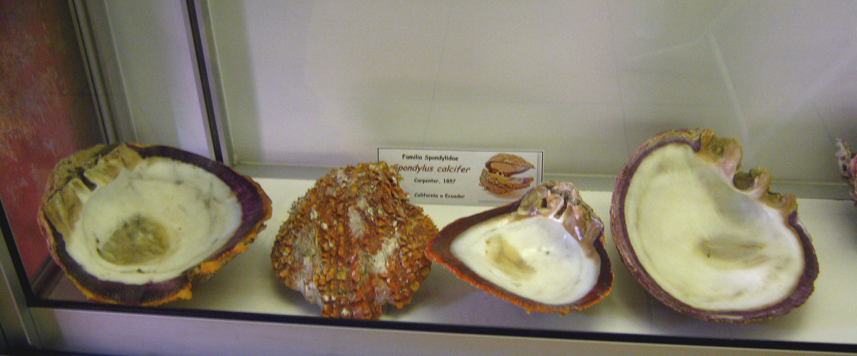 Meermuseum von Arica 1.5: Meeresmuscheln, Vitrine 5