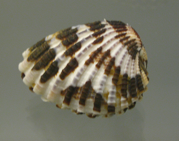 Museo del Mar de Arica 1.6: Conchas del mar, vitrina 6