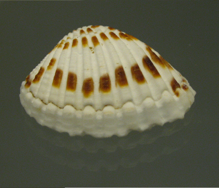 Museo del Mar de Arica 1.6: Conchas del mar, vitrina 6