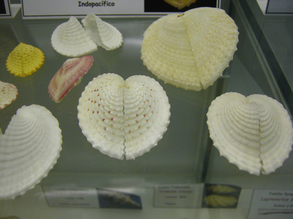 Museo del Mar de Arica 1.6: Conchas del mar, vitrina 6