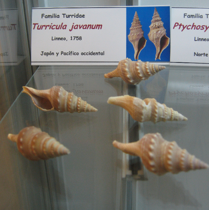 2.2. Turridae - Fasciolaridae - Tonnidae - y un caracol de los ...