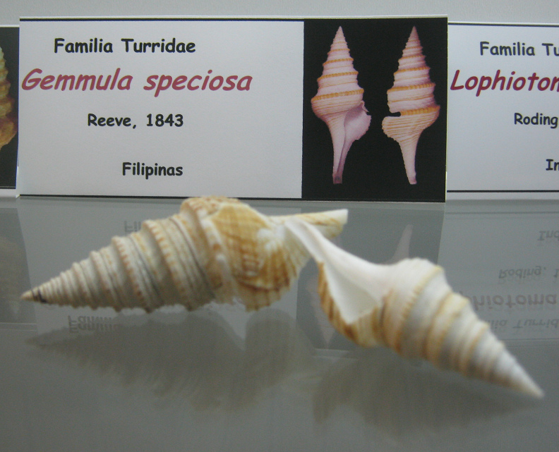 2.2. Turridae - Fasciolaridae - Tonnidae - y un caracol de los Turbinellidae