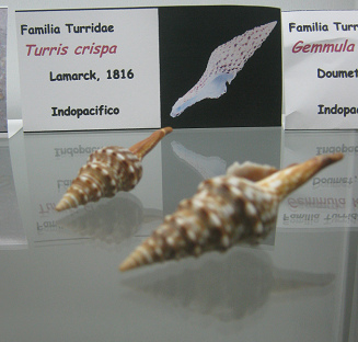 2.2. Turridae - Fasciolaridae - Tonnidae - y un caracol de los ...