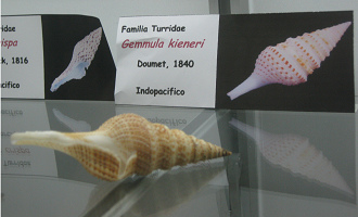 2.2. Turridae - Fasciolaridae - Tonnidae - y un caracol de los Turbinellidae