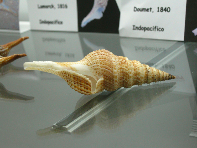 2.2. Turridae - Fasciolaridae - Tonnidae - y un caracol de los Turbinellidae