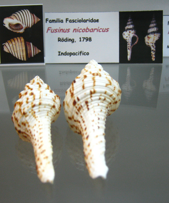 2.2. Turridae - Fasciolaridae - Tonnidae - y un caracol de los ...