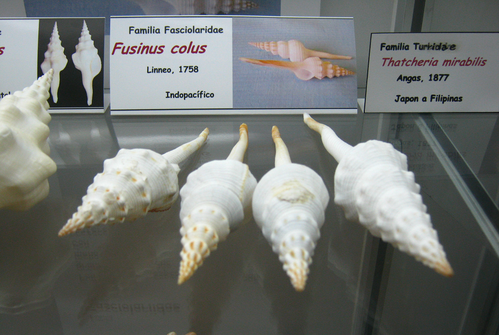 2.2. Turridae - Fasciolaridae - Tonnidae - y un caracol de los ...