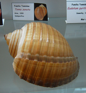 2.2. Turridae - Fasciolaridae - Tonnidae - y un caracol de los Turbinellidae