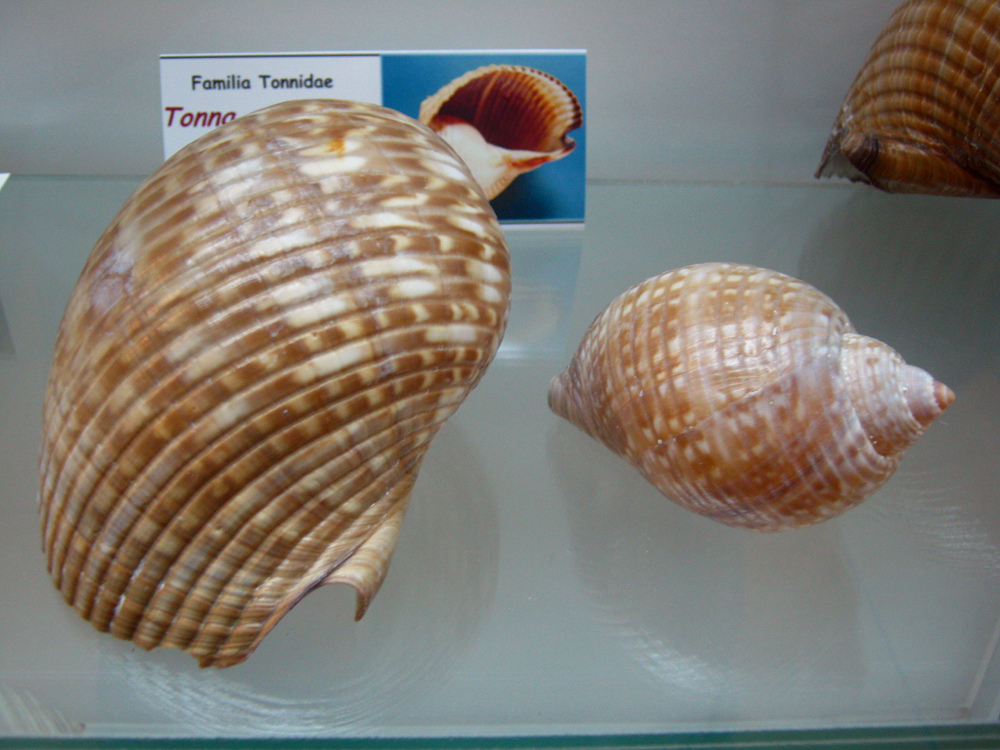 2.2. Turridae - Fasciolaridae - Tonnidae - y un caracol de los ...