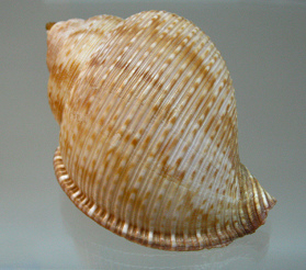 2.2. Turridae - Fasciolaridae - Tonnidae - y un caracol de los ...