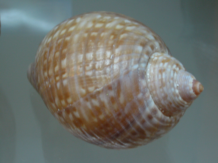 2.2. Turridae - Fasciolaridae - Tonnidae - y un caracol de los ...