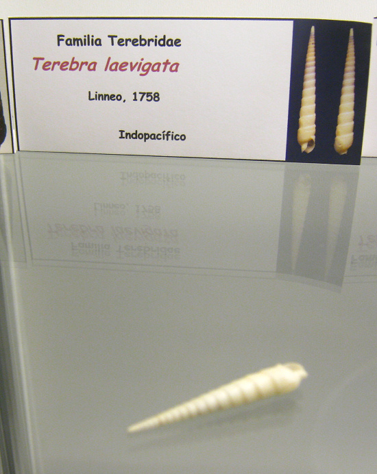 2.3. Terebridae - Littorinidae - Turritellidae - Trochidae