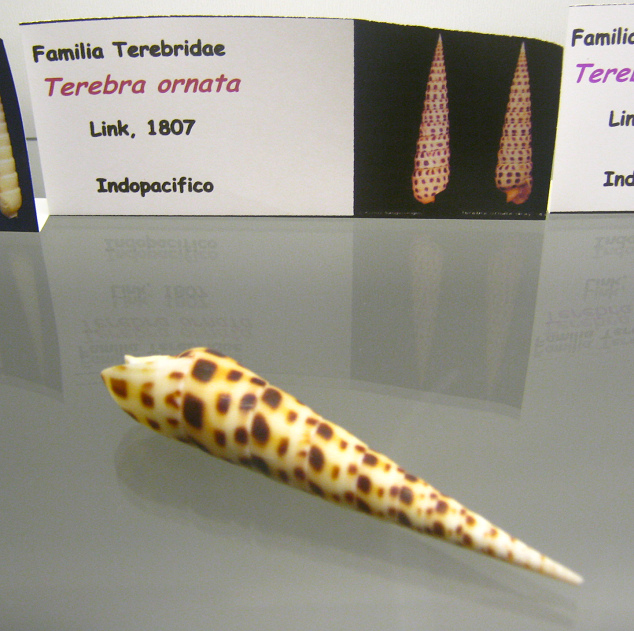 2.3. Terebridae - Littorinidae - Turritellidae - Trochidae