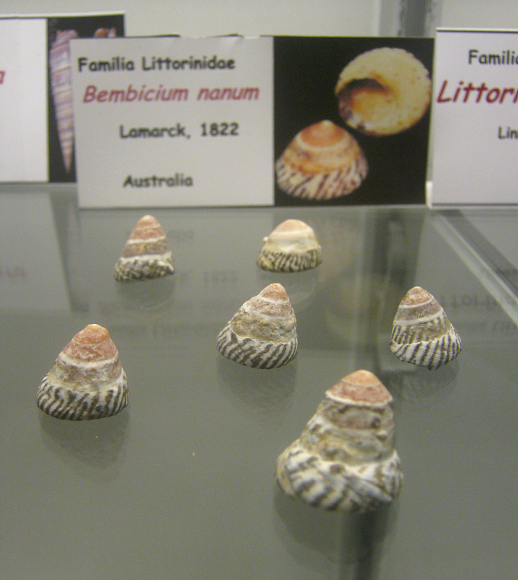 2.3. Terebridae - Littorinidae - Turritellidae - Trochidae