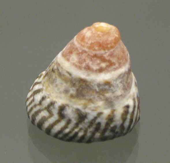 2.3. Terebridae - Littorinidae - Turritellidae - Trochidae