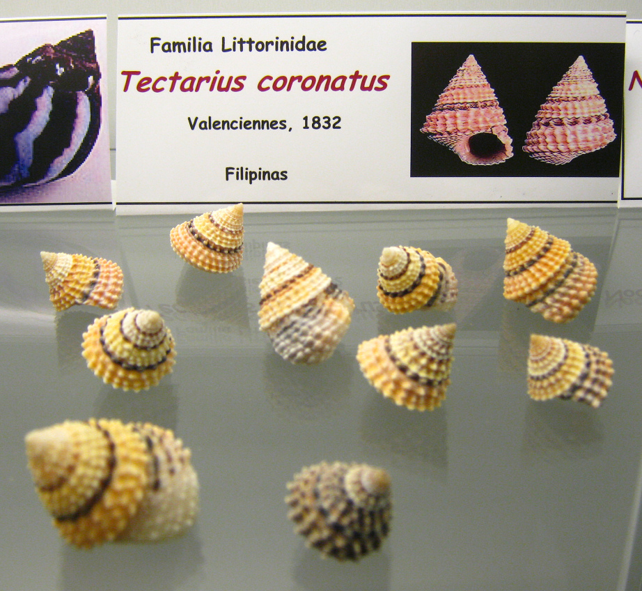 2.3. Terebridae - Littorinidae - Turritellidae - Trochidae