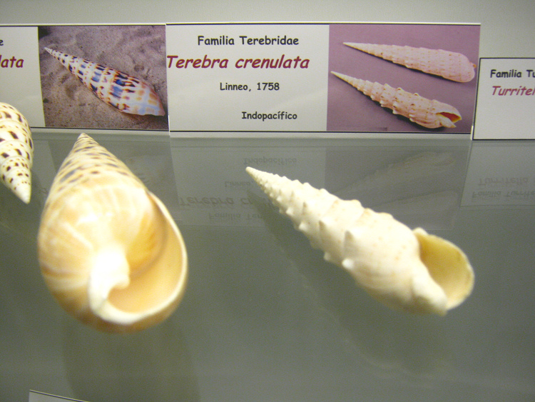 2.3. Terebridae - Littorinidae - Turritellidae - Trochidae