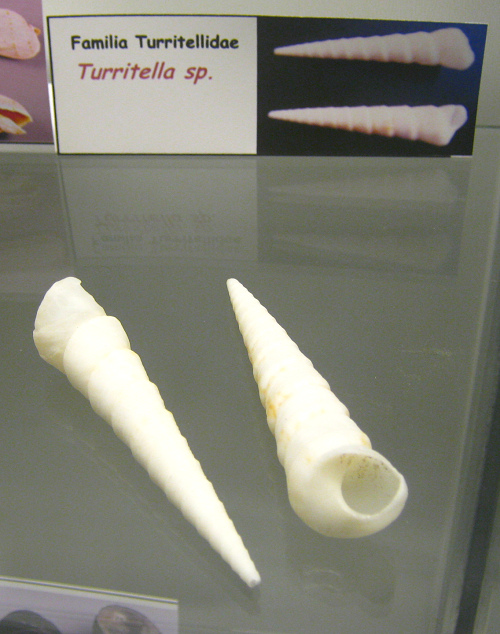 2.3. Terebridae - Littorinidae - Turritellidae - Trochidae