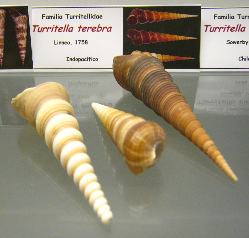 2.3. Terebridae - Littorinidae - Turritellidae - Trochidae