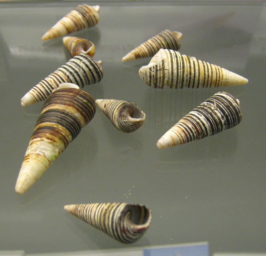 2.3. Terebridae - Littorinidae - Turritellidae - Trochidae