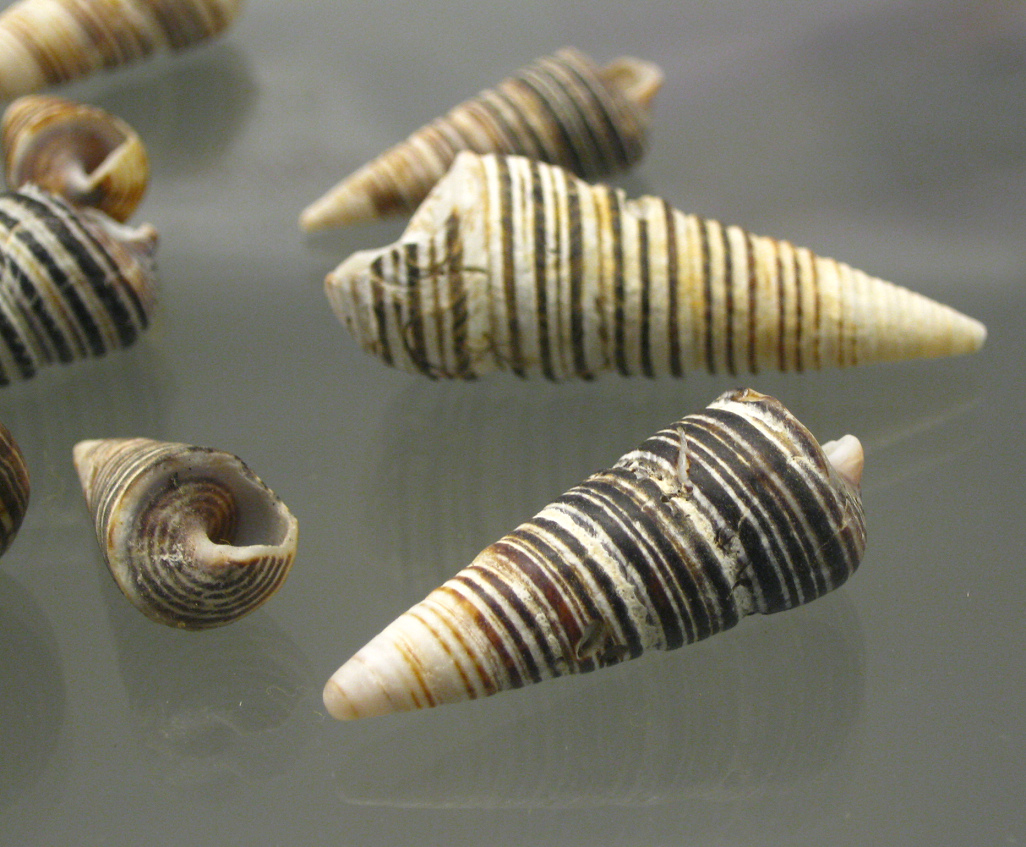 2.3. Terebridae - Littorinidae - Turritellidae - Trochidae