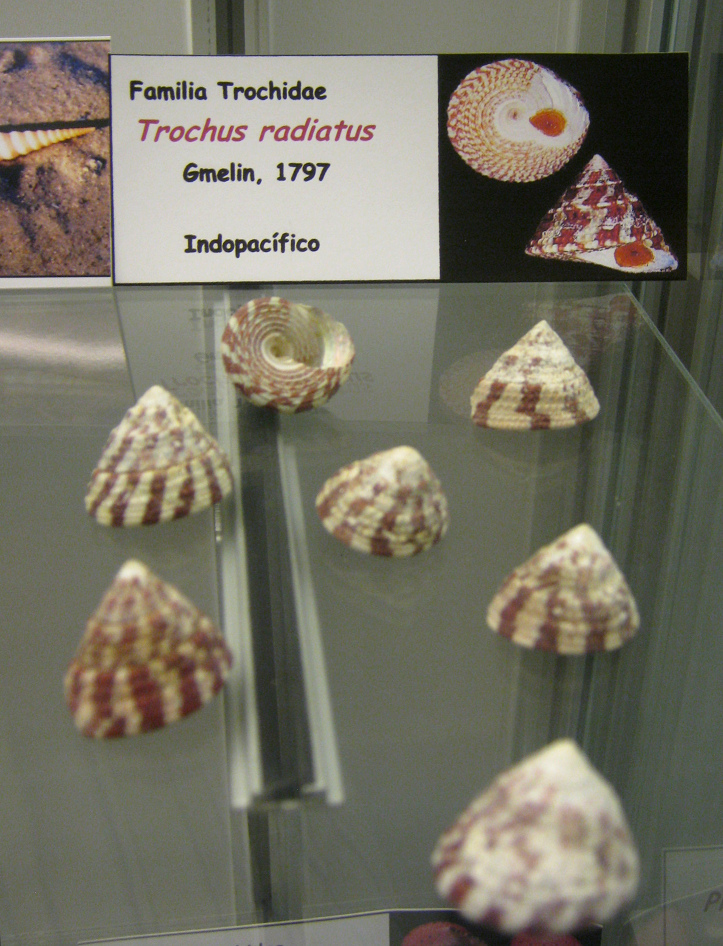 2.3. Terebridae - Littorinidae - Turritellidae - Trochidae