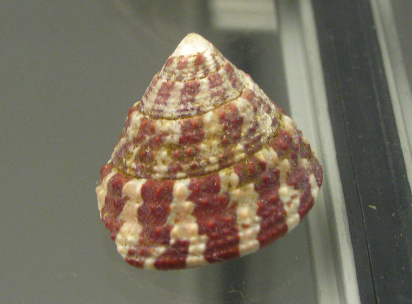2.3. Terebridae - Littorinidae - Turritellidae - Trochidae