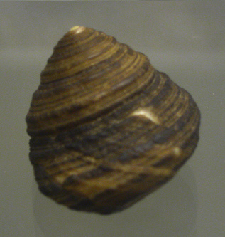 2.3. Terebridae - Littorinidae - Turritellidae - Trochidae